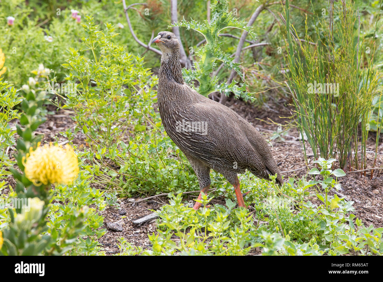 Cape Spurfowl, Cape Francolin, Pternistis capensis in fynbos vegetation ...