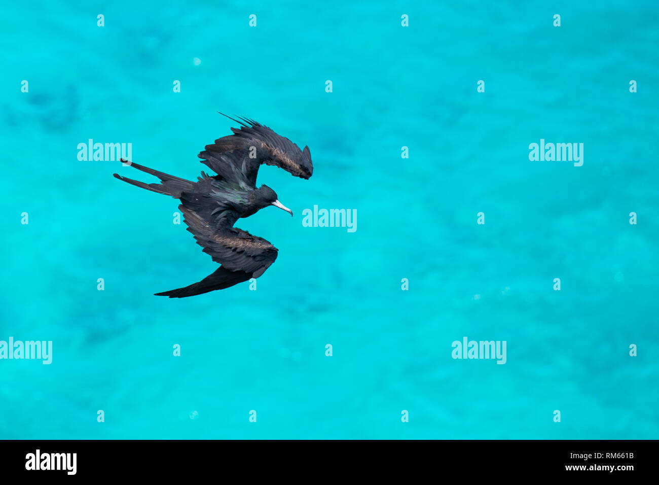 Flying frigate birds hi-res stock photography and images - Alamy