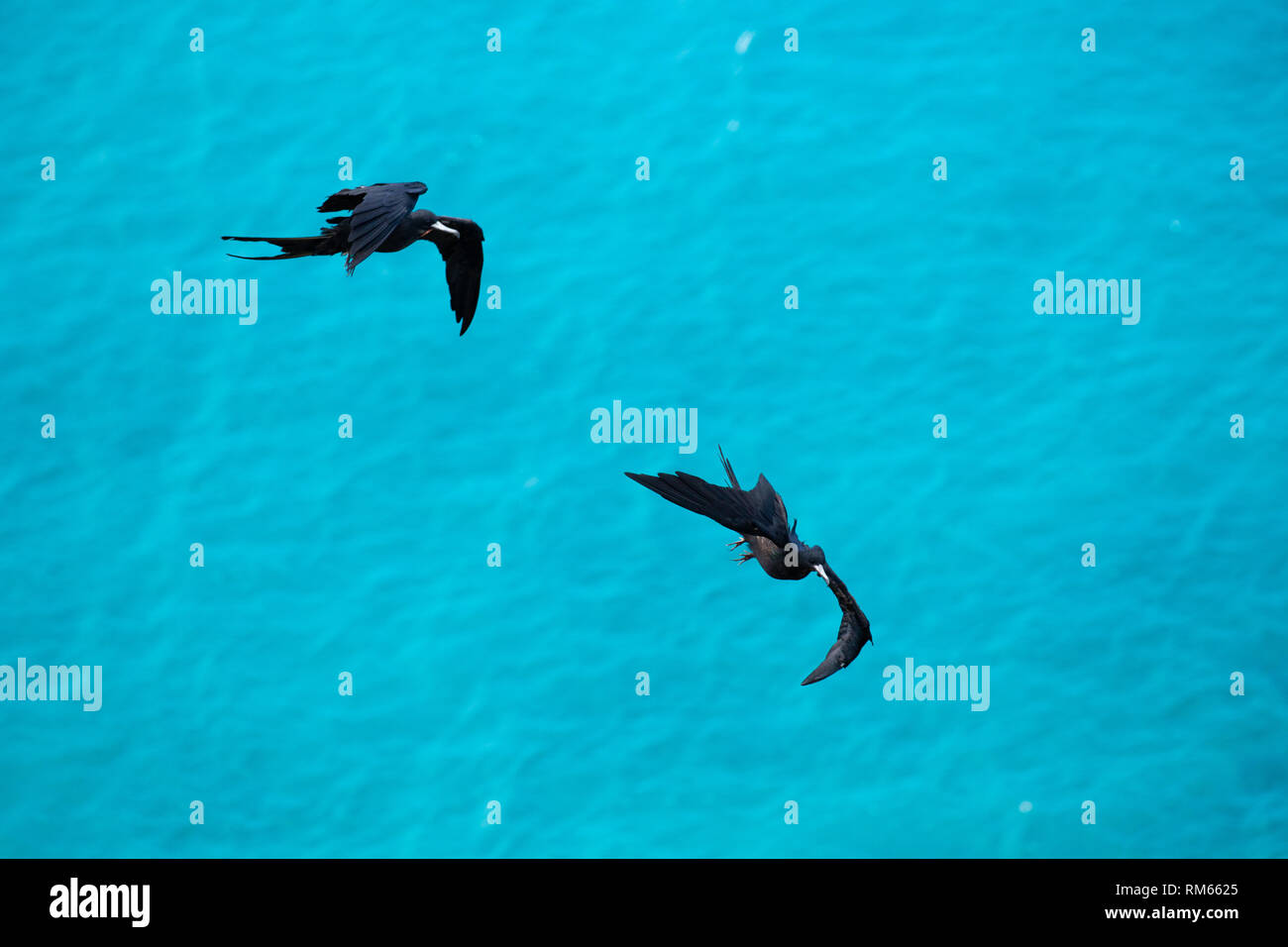 Lesser frigate birds hi-res stock photography and images - Alamy