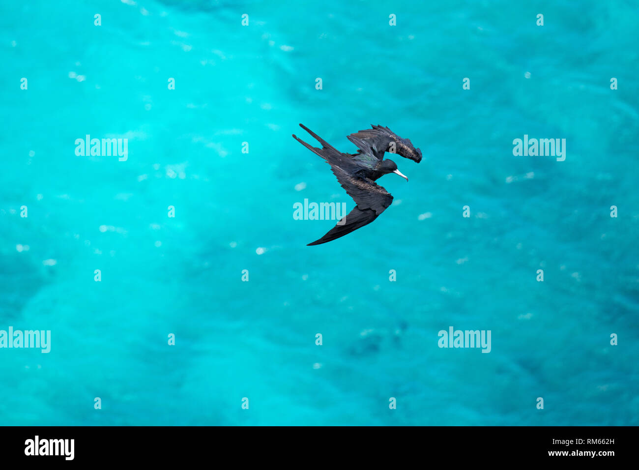 Flying frigate birds hi-res stock photography and images - Alamy