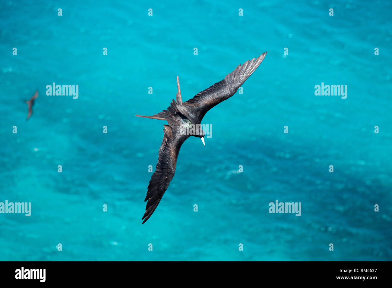 Flying frigate birds hi-res stock photography and images - Alamy