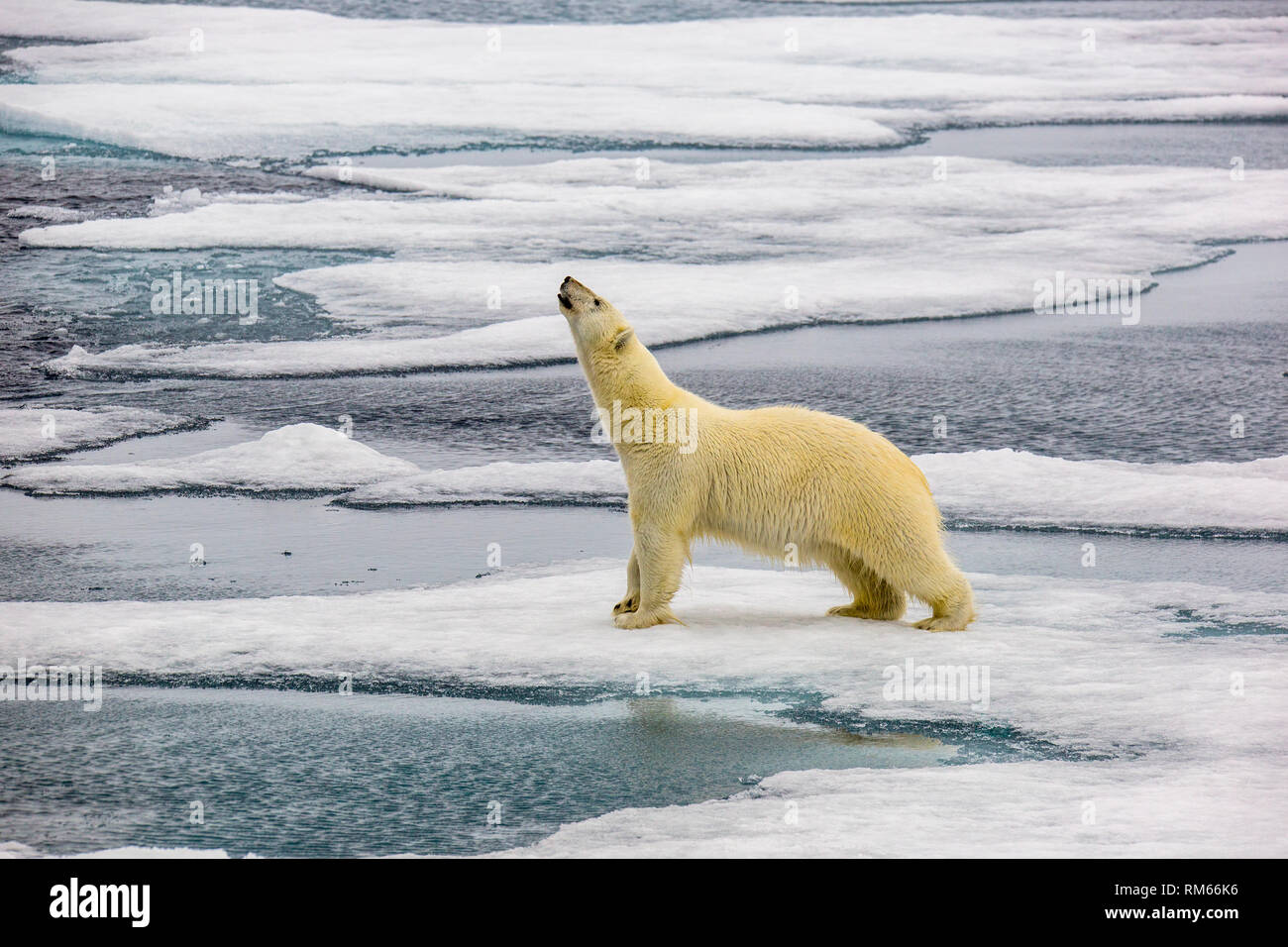 A Polar Bear (Ursus maritimus) hunting seals on rotten sea ice off the ...