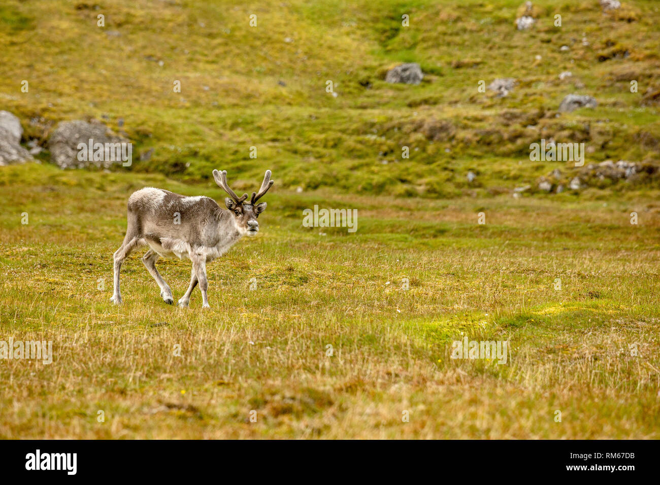 A male Svalbard Reindeer (Rangifer tarandus) moulting in summer with ...