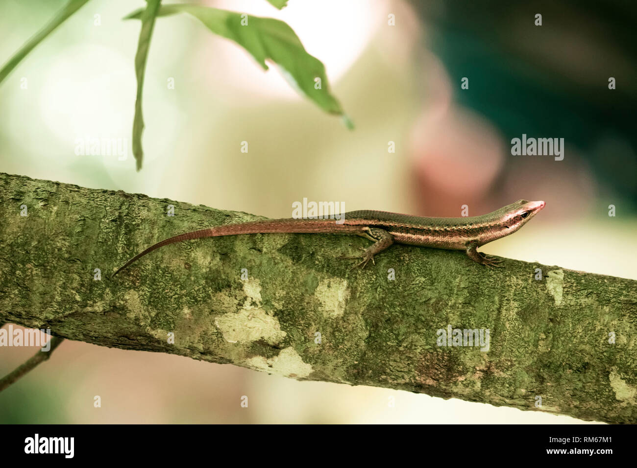 African endemic animals hi-res stock photography and images - Alamy