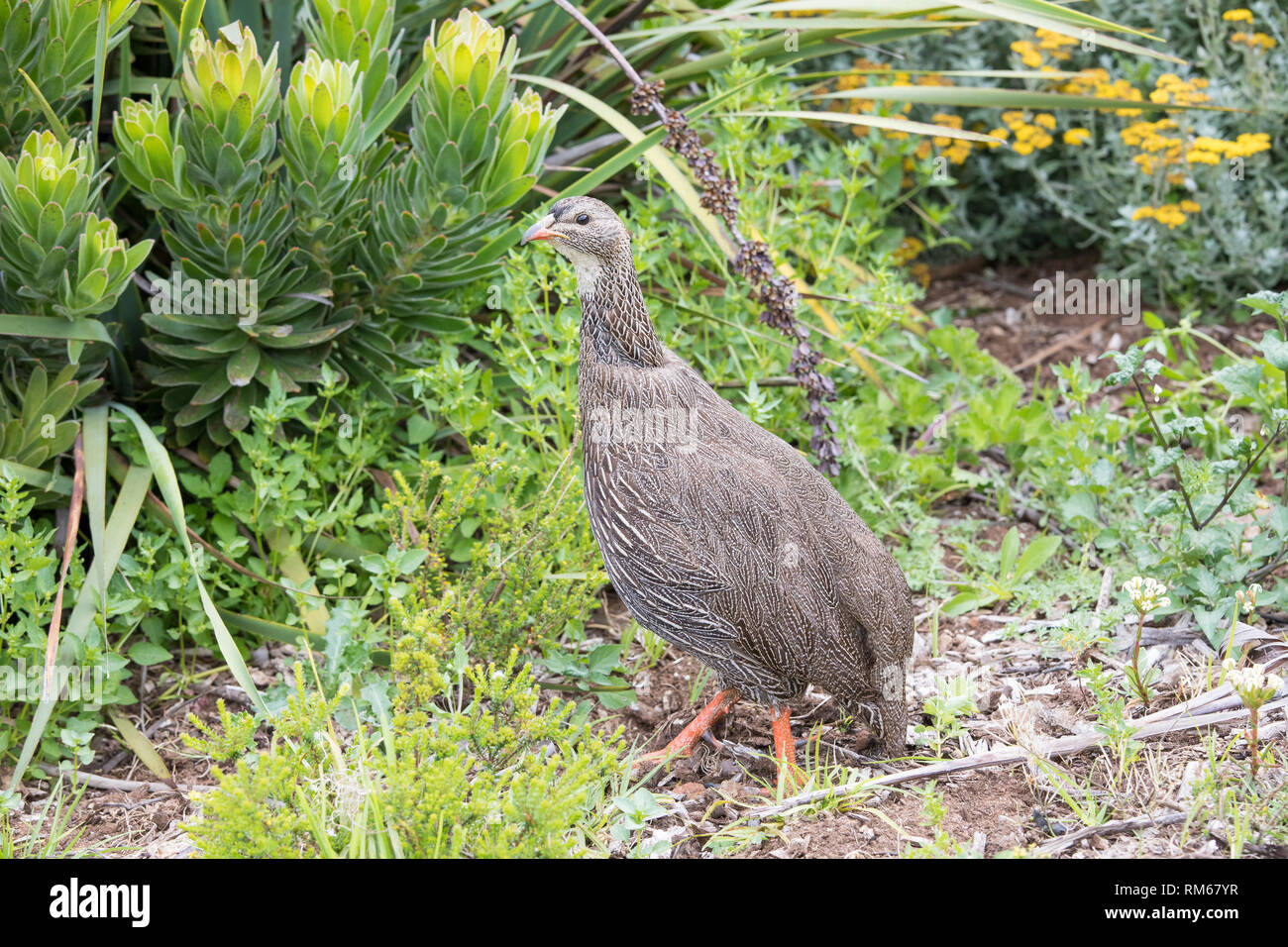 South africa cape spurfowl francolin hi-res stock photography and ...