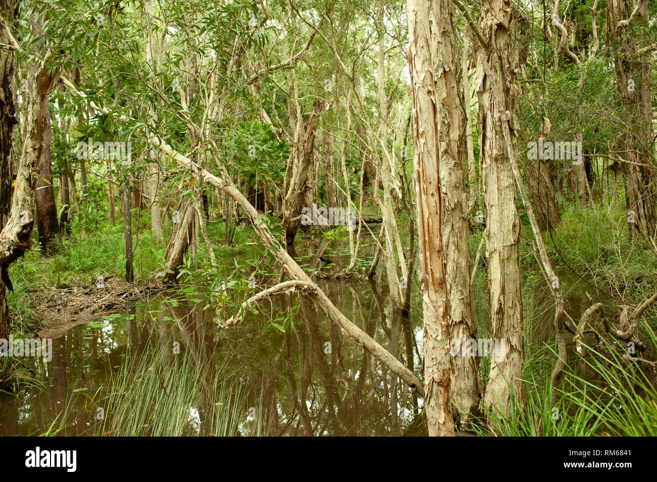 Cooloola Recreation Area, Queensland, Australia Stock Photo - Alamy