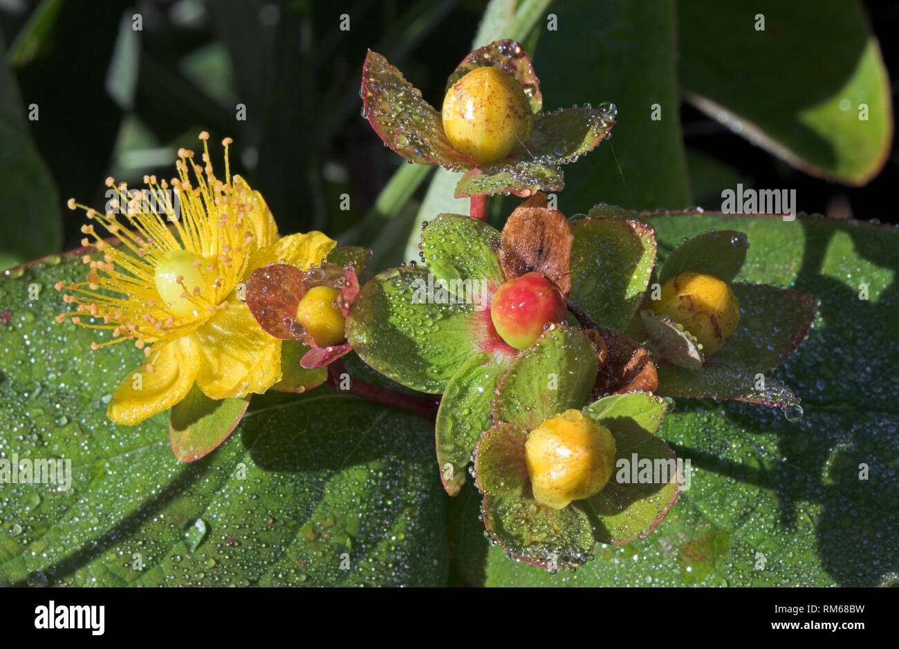 Hypericum flowers hi-res stock photography and images - Alamy
