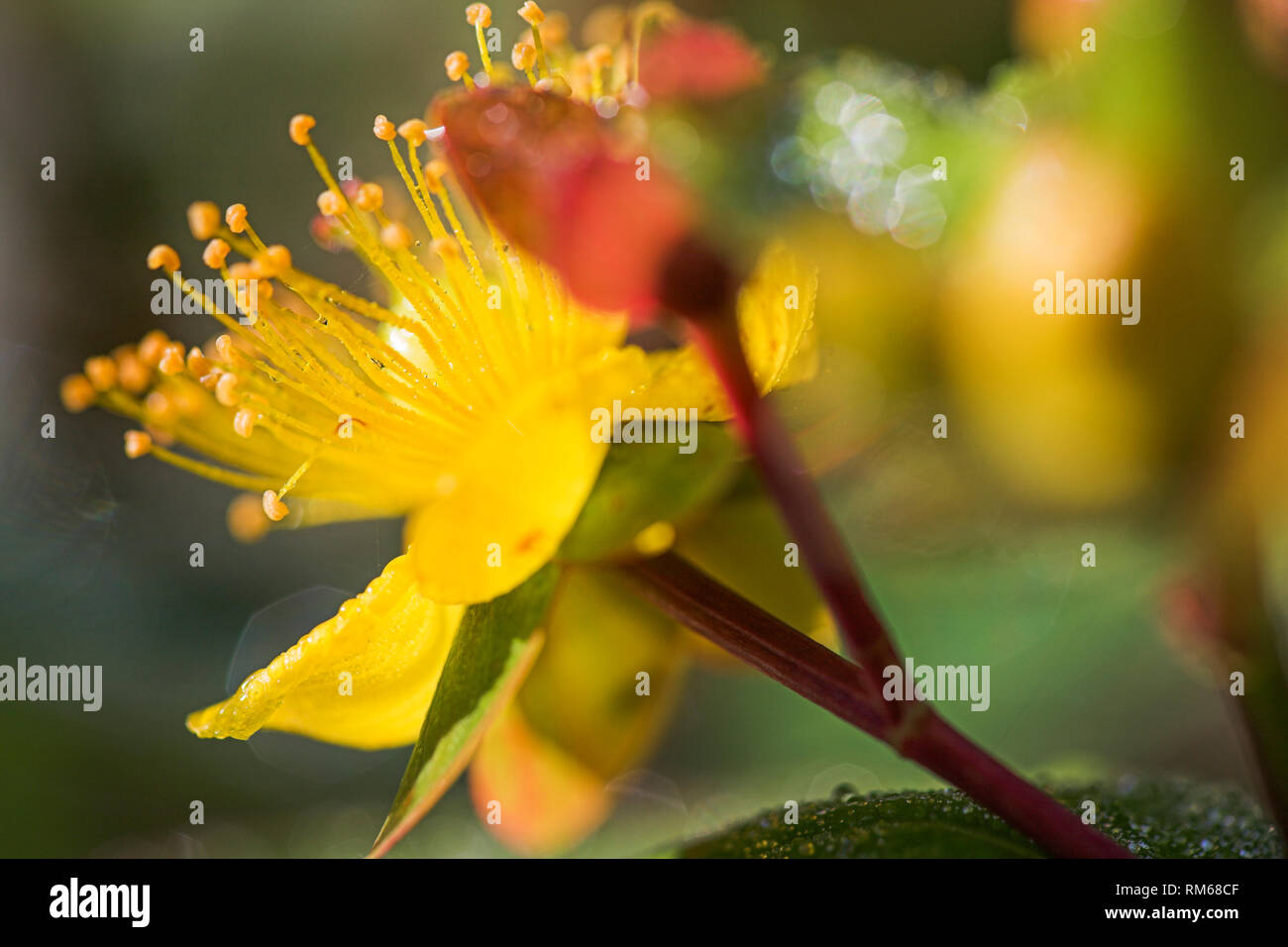 Hypericum flowers hi-res stock photography and images - Alamy