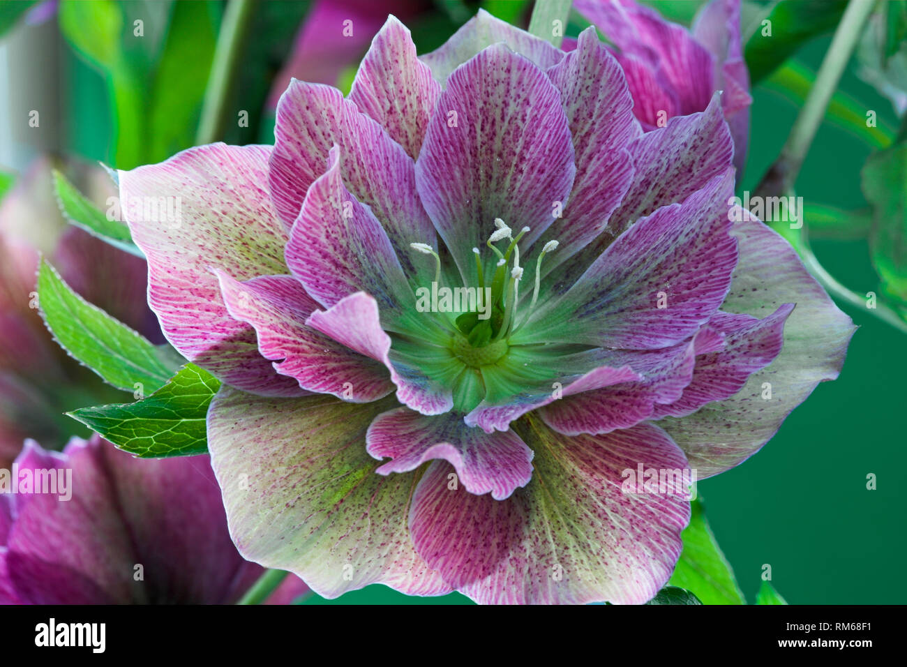 Pinkish purple Hellebore flower Stock Photo - Alamy