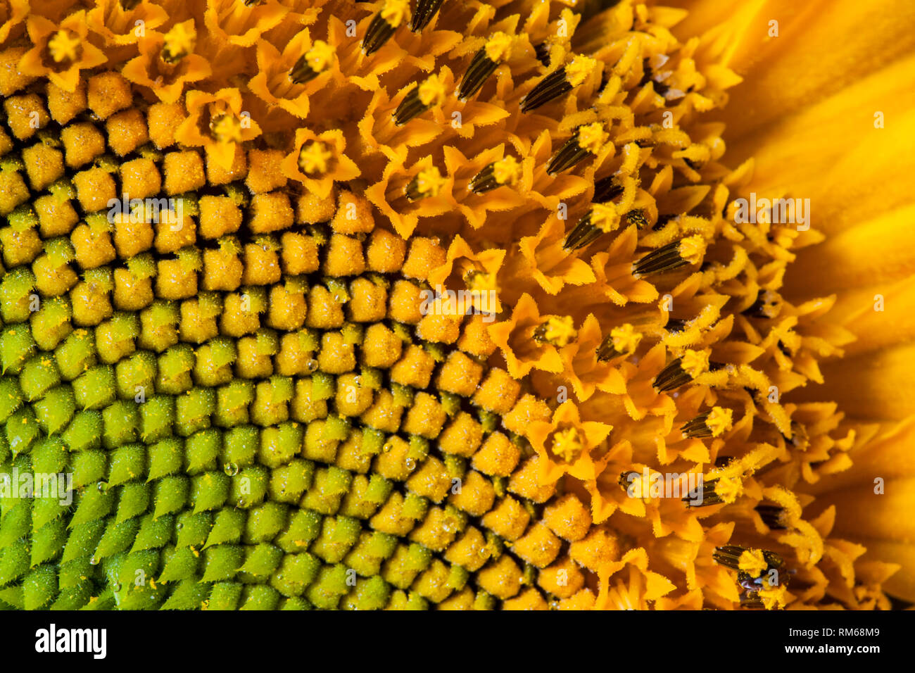 Sunflower face hi-res stock photography and images - Alamy