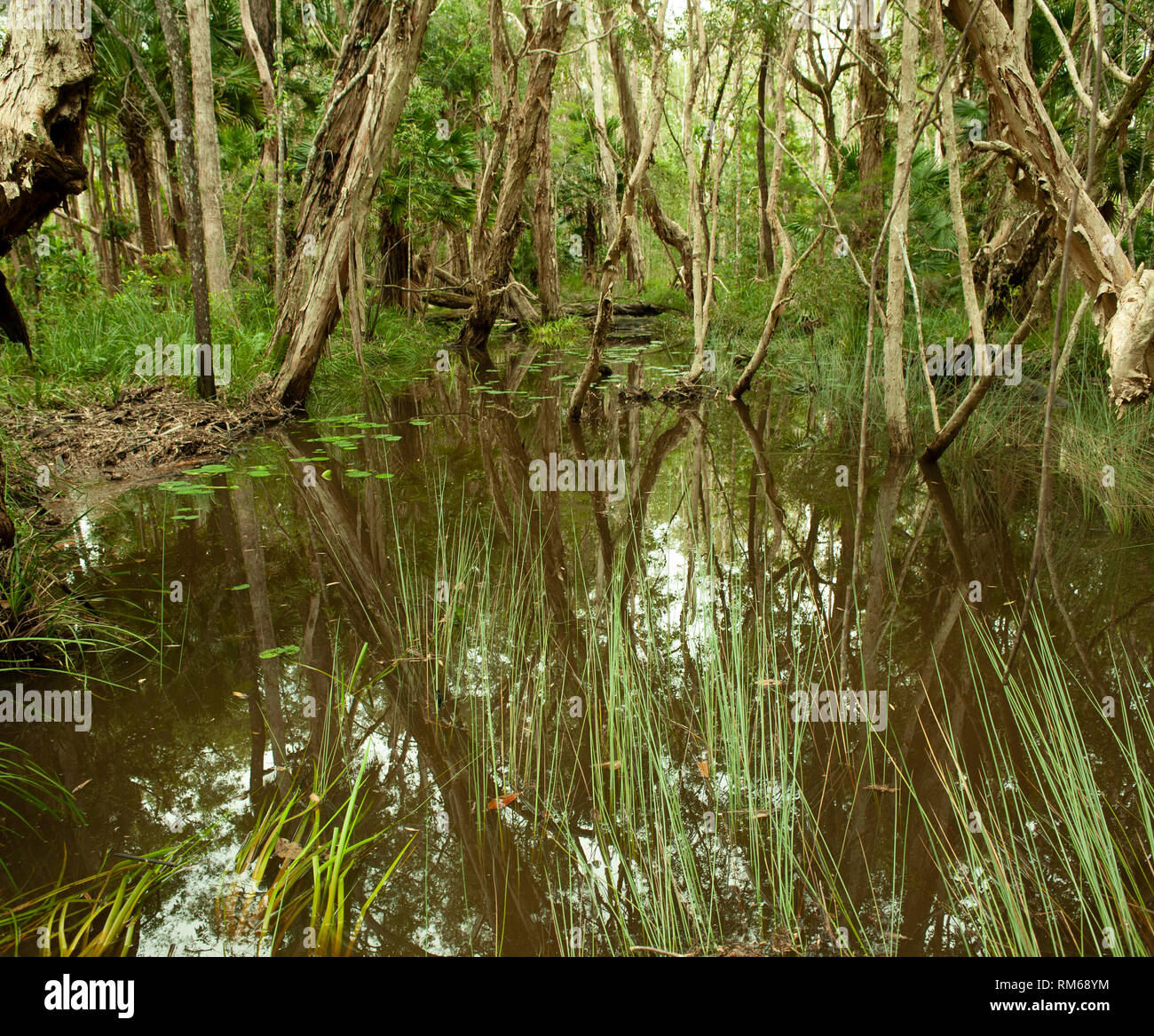 Cooloola Recreation Area, Queensland, Australia Stock Photo - Alamy
