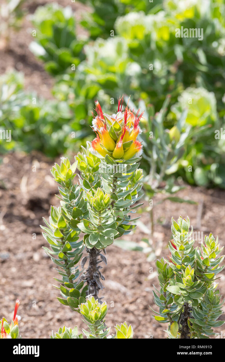 Kreupelboom hi-res stock photography and images - Alamy