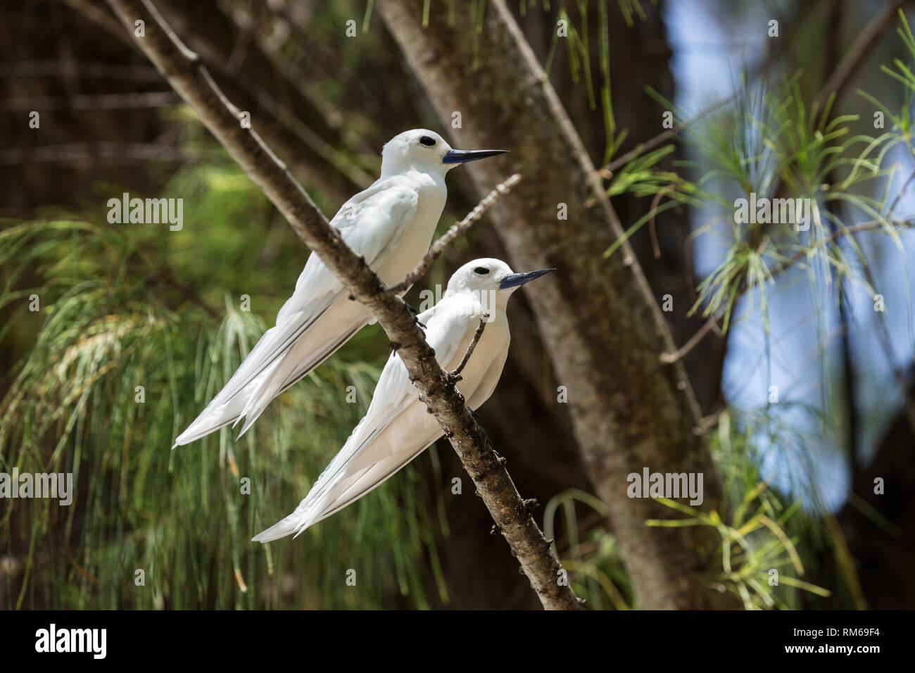Two White tern or White Fairy Tern (Gygis alba) in a Tree. Photographed ...