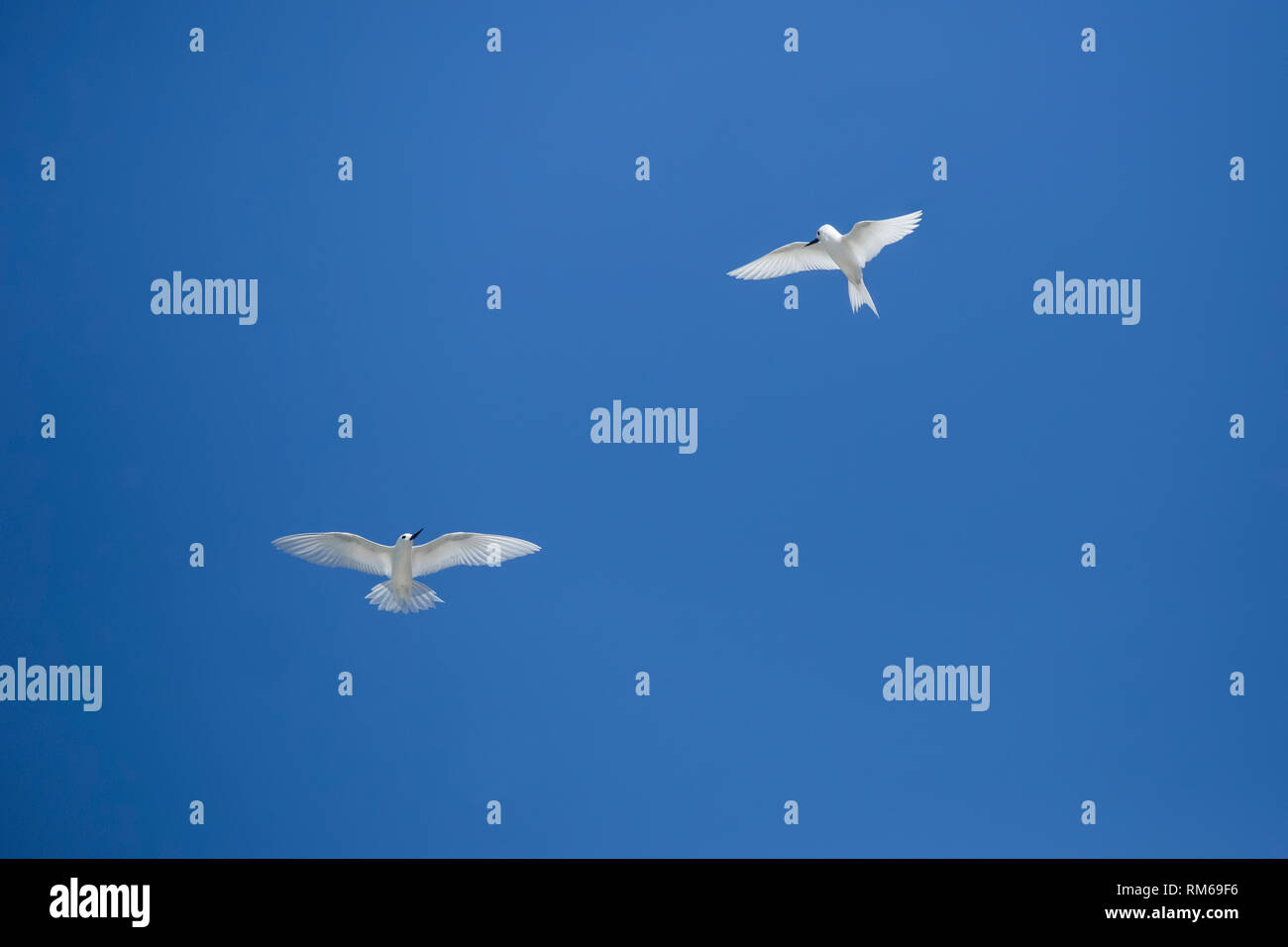 White tern or White Fairy Tern (Gygis alba) in flight, Photographed on ...