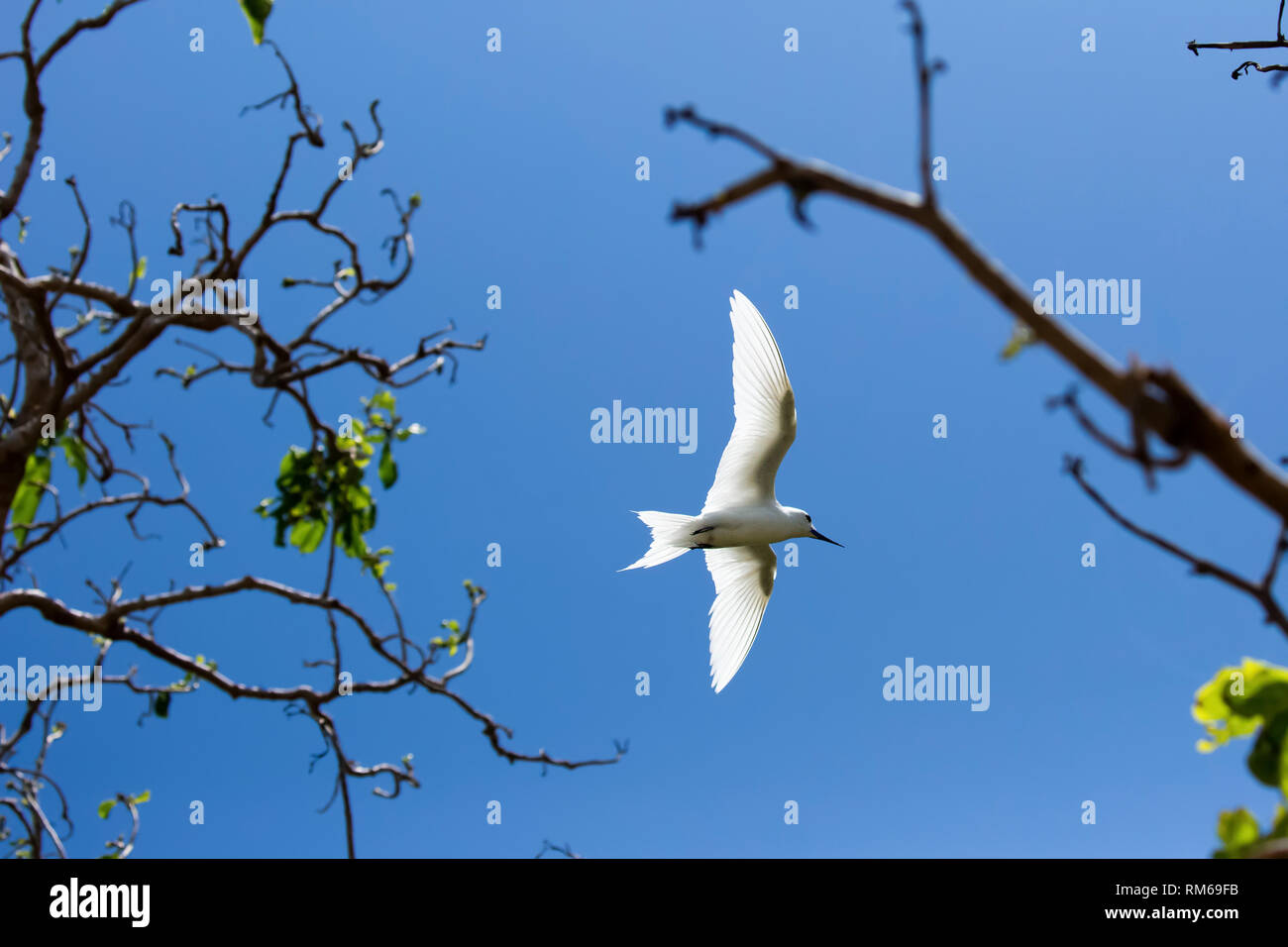 White tern or White Fairy Tern (Gygis alba) in flight, Photographed on ...