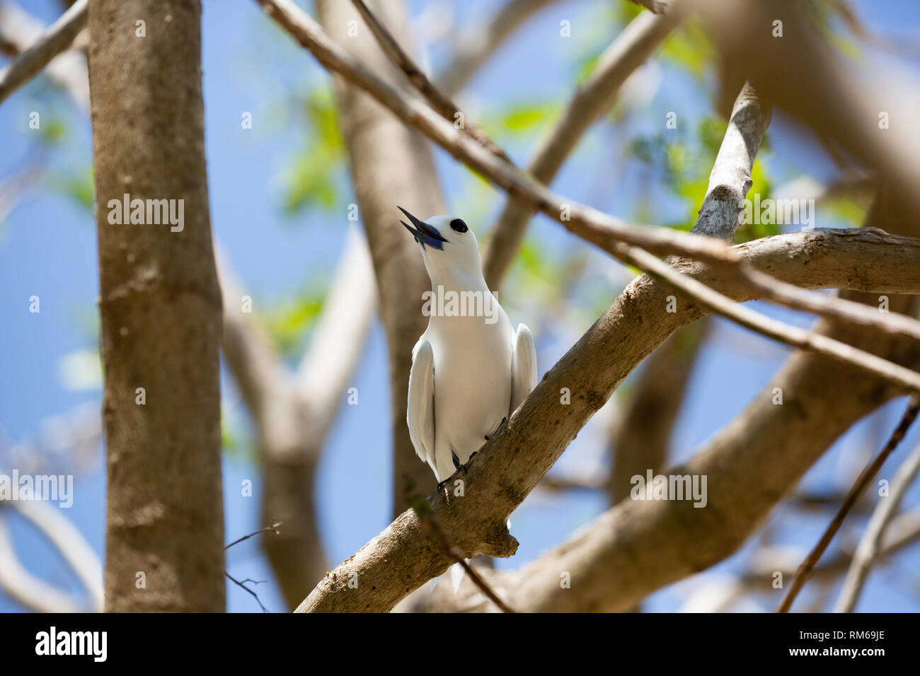 One White tern or White Fairy Tern (Gygis alba) in a Tree. Photographed ...