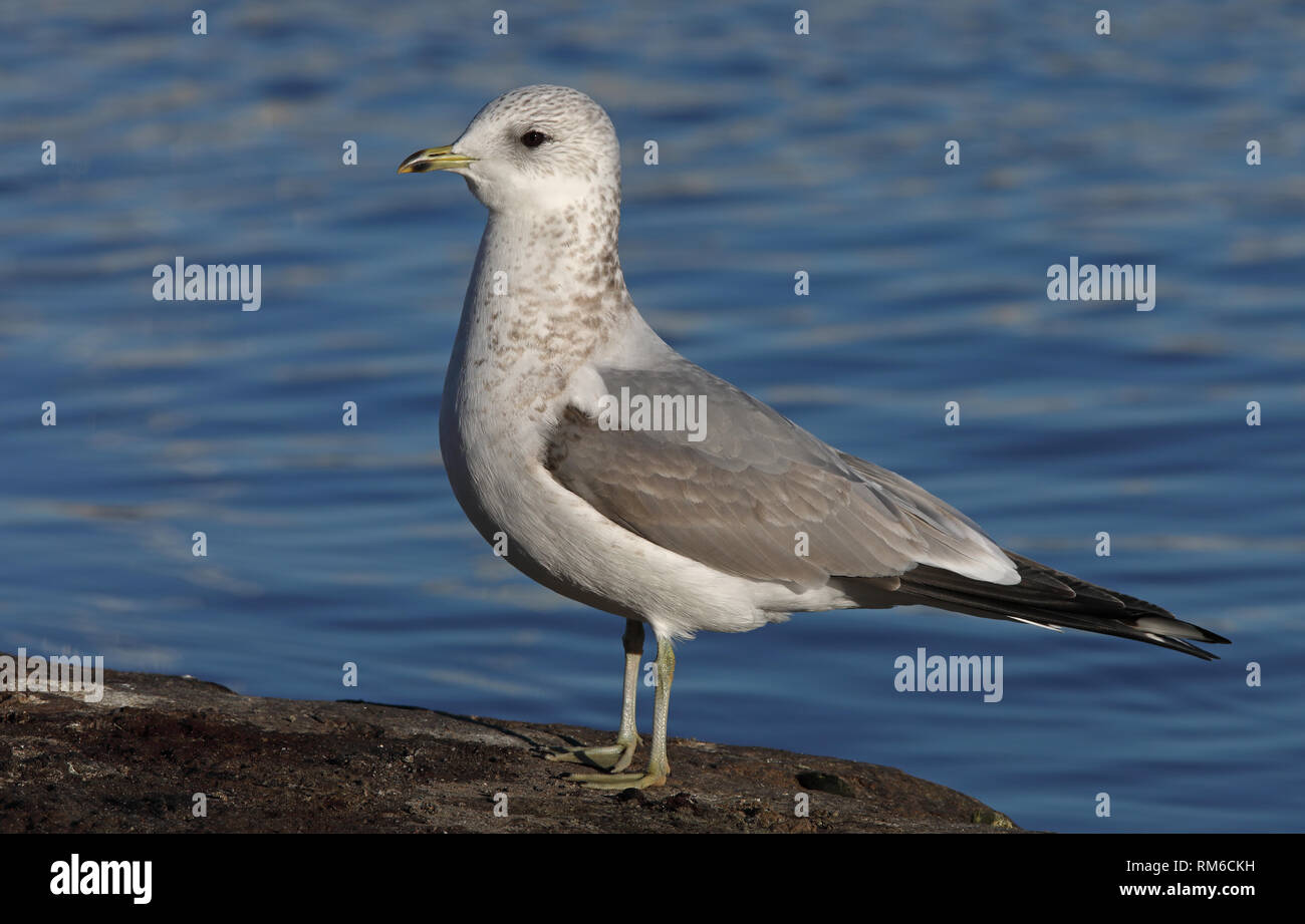 Common gull, Larus canus winter, standing on shore Stock Photo - Alamy