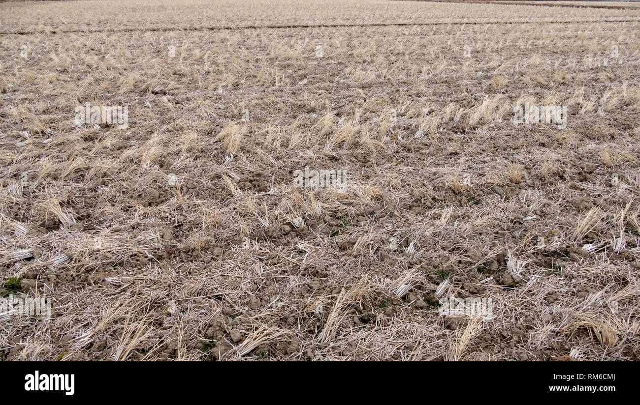 Field in winter after crop harvest Stock Photo - Alamy