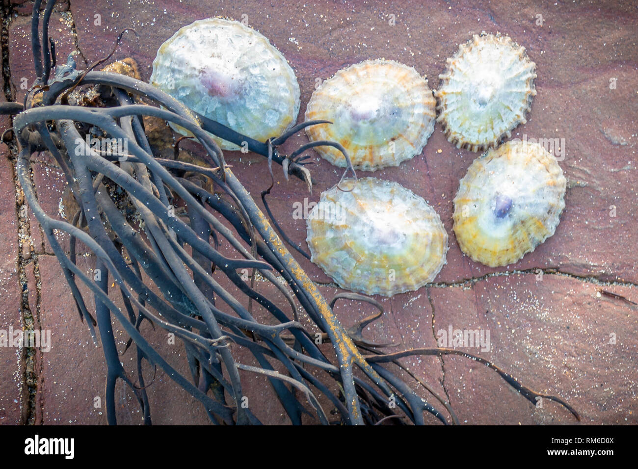 Pretty shells hi-res stock photography and images - Alamy