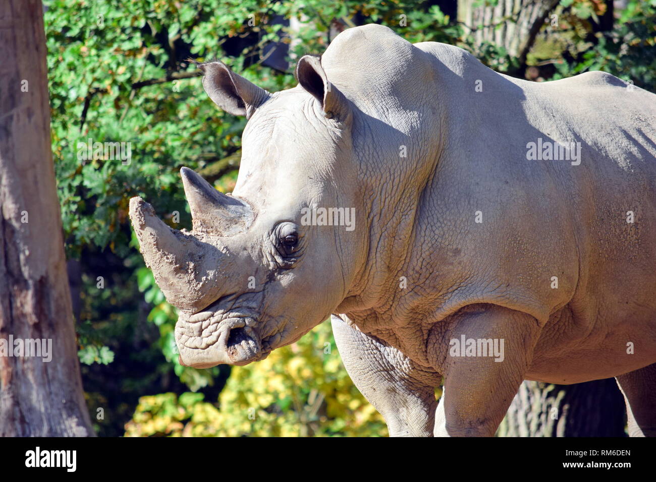 Ceratotherium Simum Simum Rhinoseros Side View Stock Photo Stock Photo ...