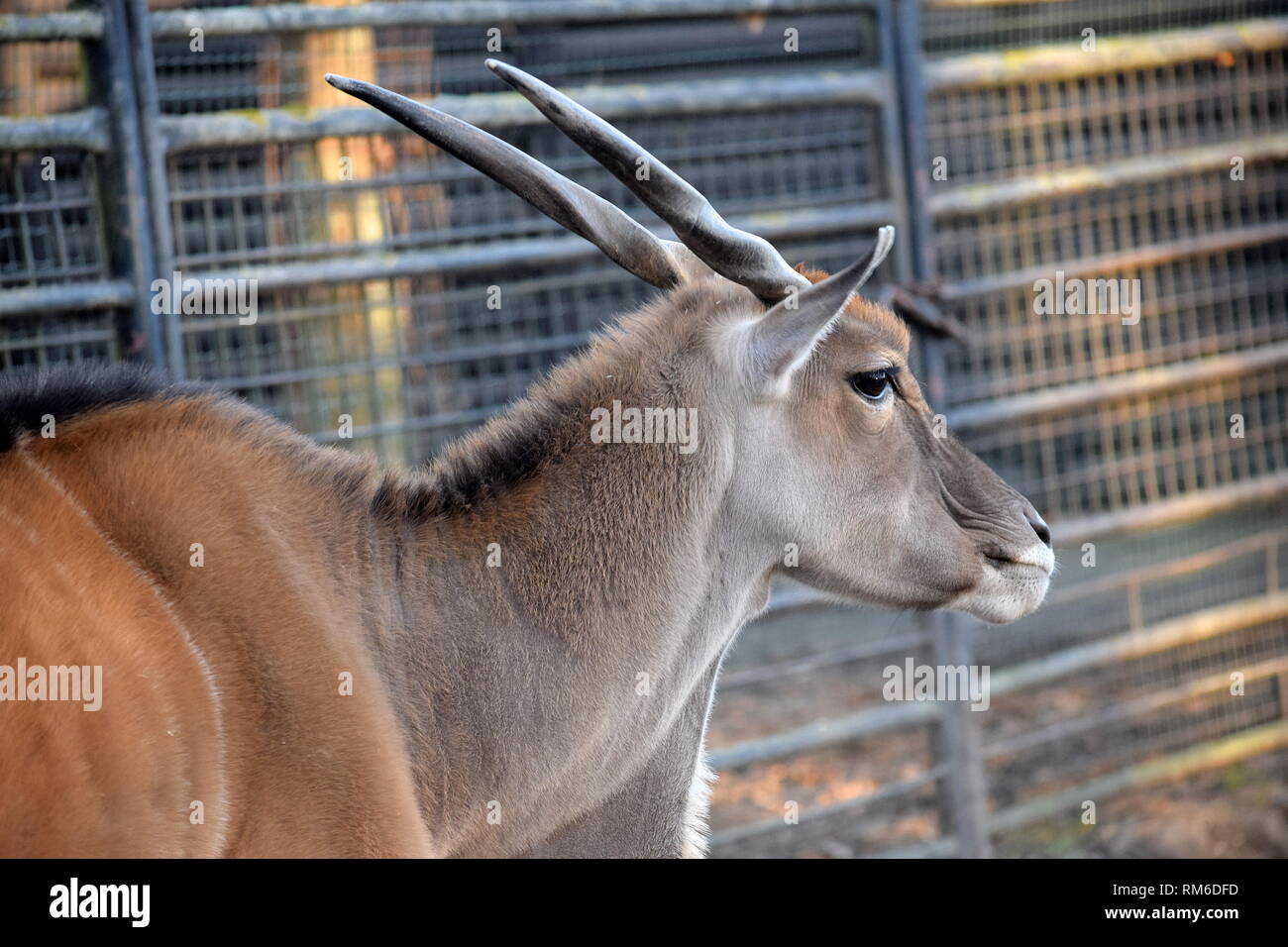 Female common eland antelope hi-res stock photography and images - Alamy