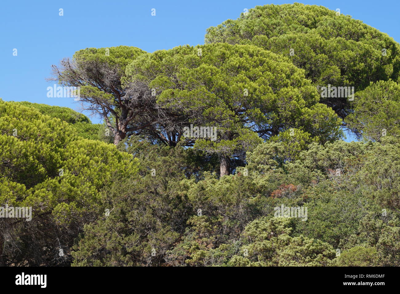 Perfect threes in breathtaking Lavezzi Archipelago on Corsica Island ...