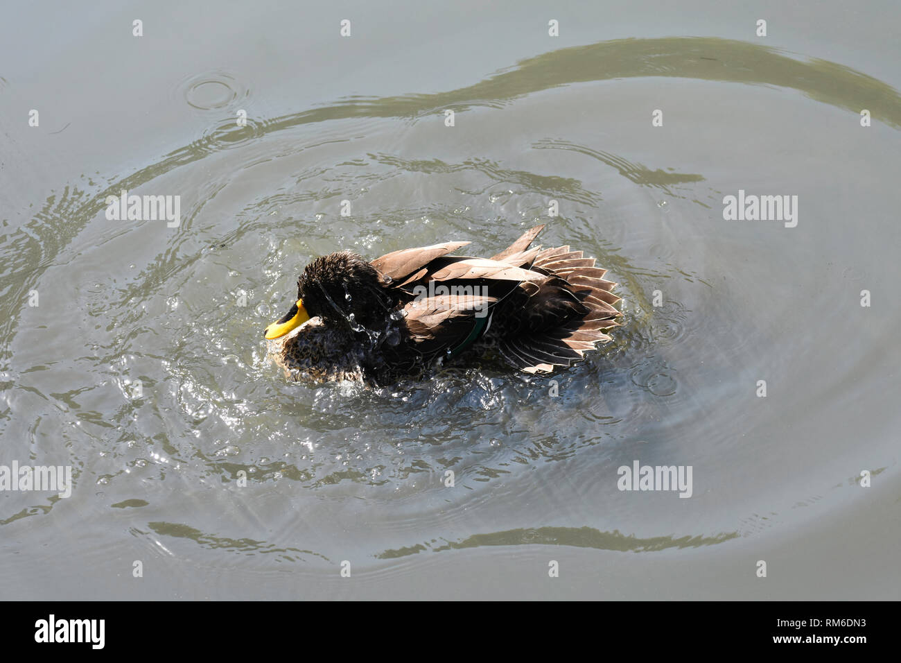 Wet duck feathers hi-res stock photography and images - Alamy
