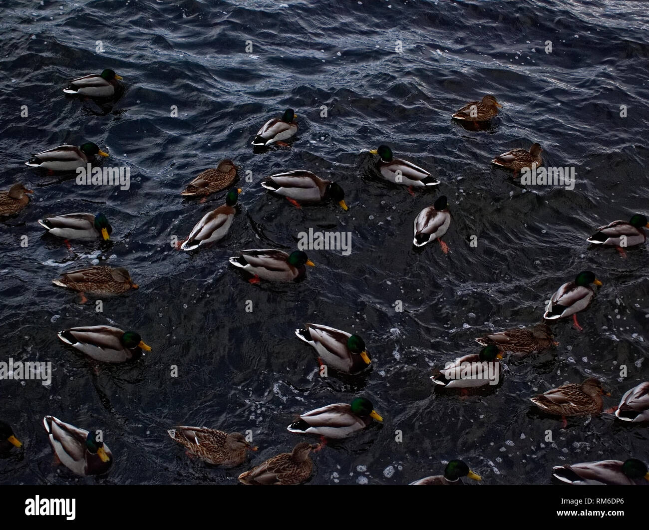 ducks swim in the river in November, Moscow Stock Photo - Alamy