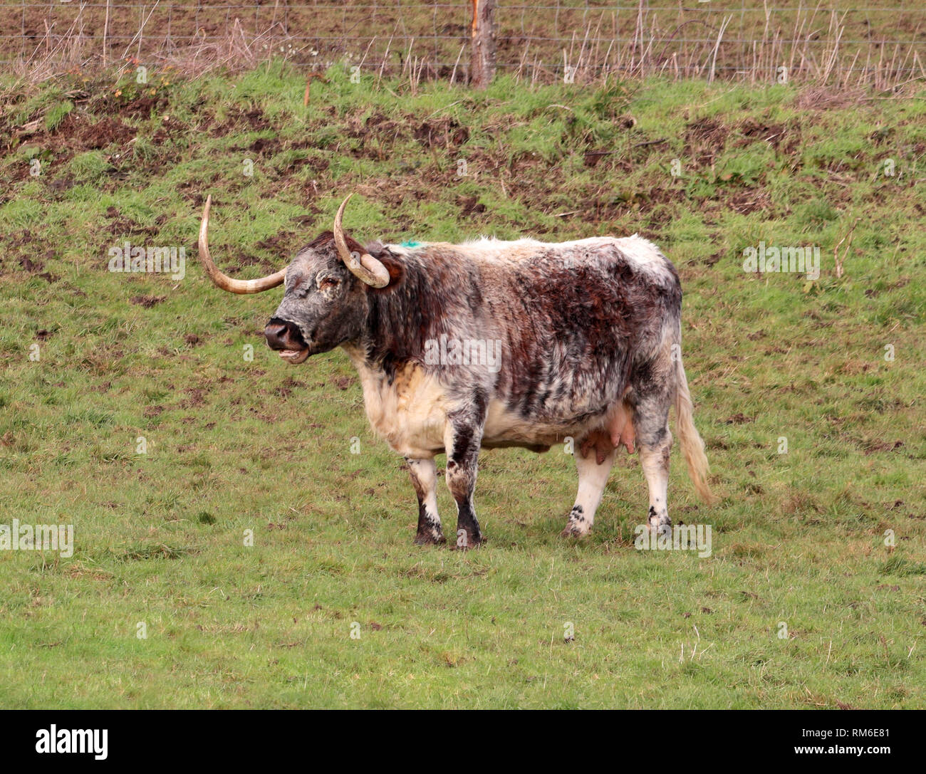 English longhorn cattle hi-res stock photography and images - Alamy