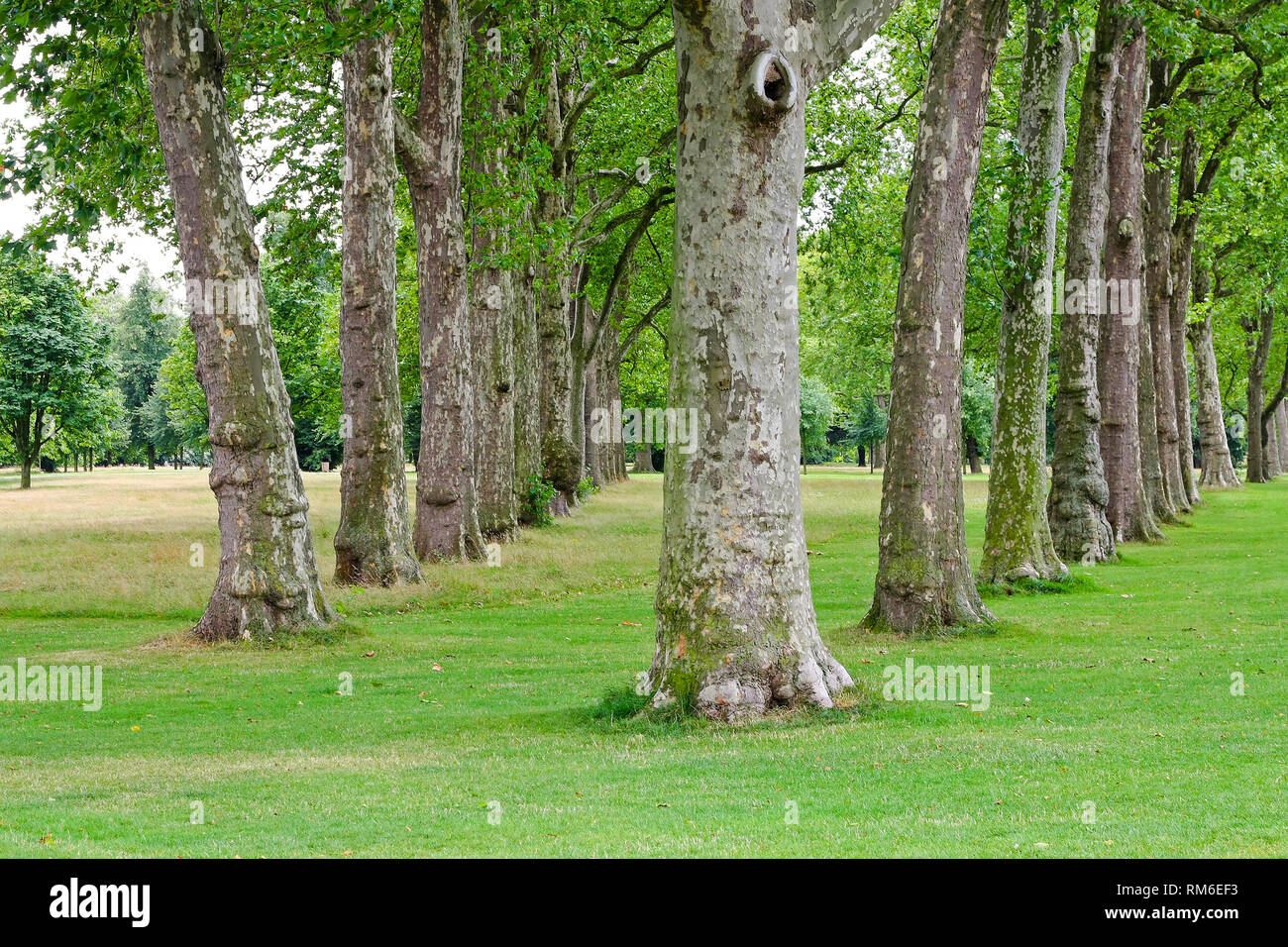Deciduous trees in rows of London Hyde Park Stock Photo - Alamy
