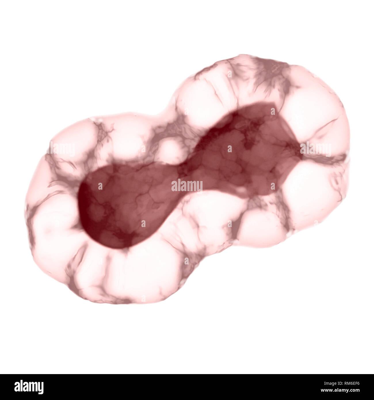 Mitosis, The Process Of Cell Division And Multiplication. Medicine ...