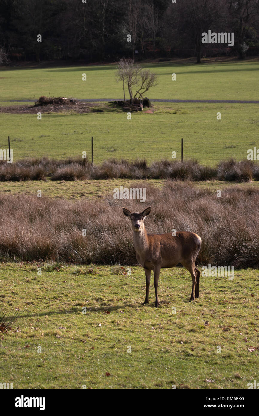 Wild red deer Stock Photo - Alamy