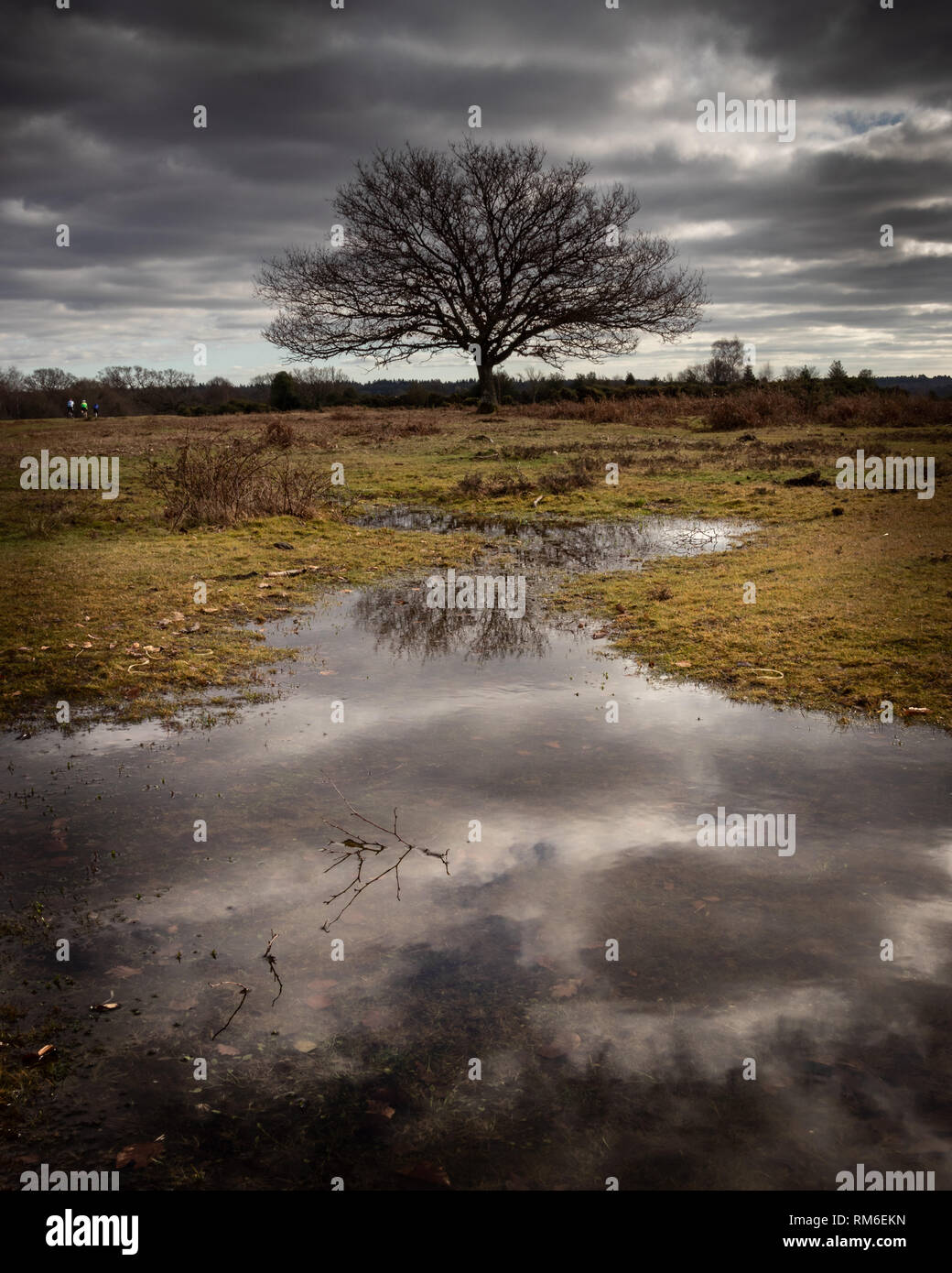 Reflections new forest hi-res stock photography and images - Alamy