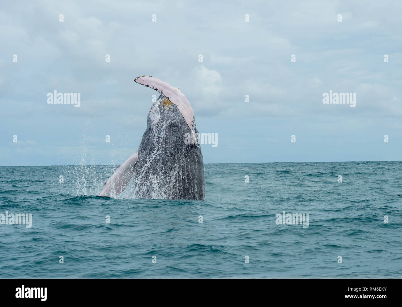 Samana dominican republic whale hi-res stock photography and images - Alamy