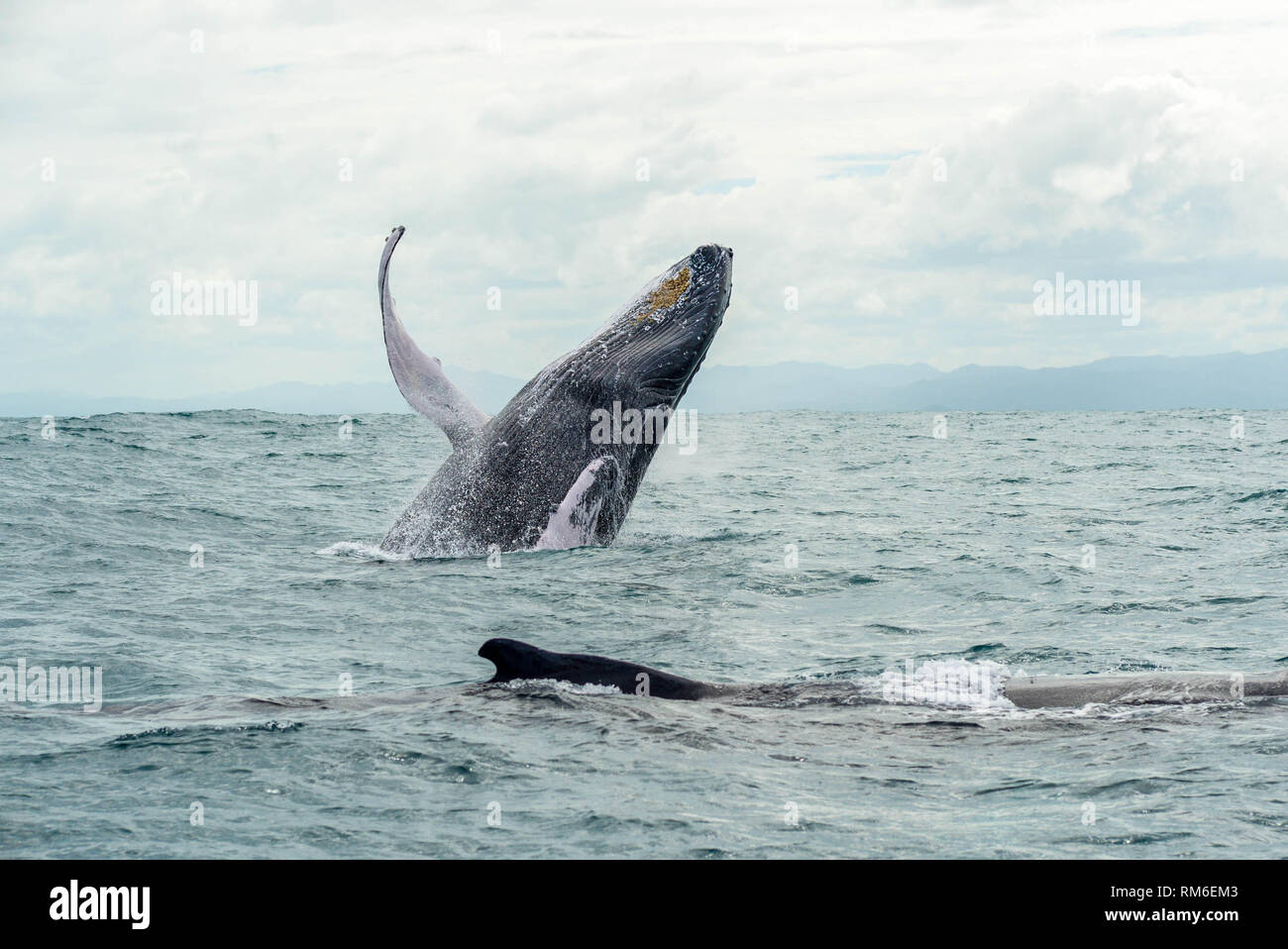 Samana dominican republic whale hi-res stock photography and images - Alamy