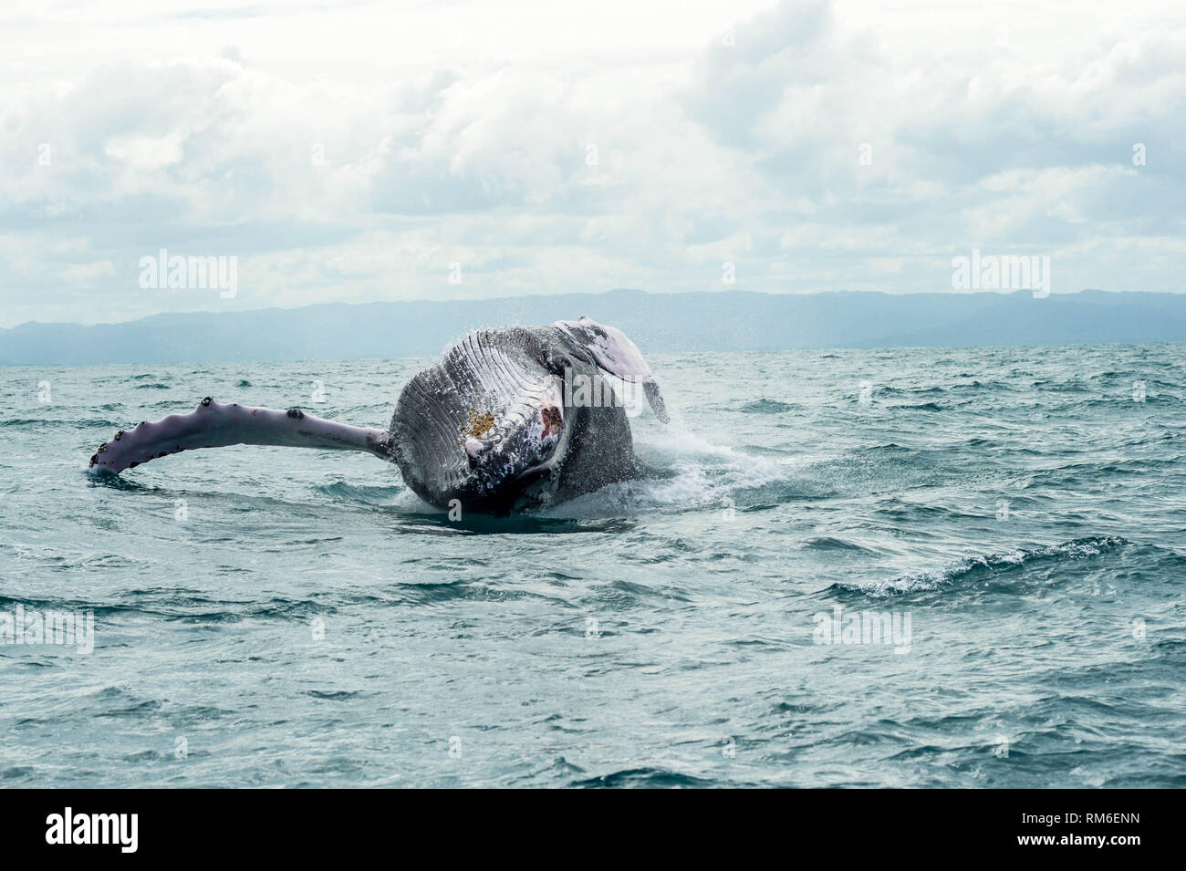Samana dominican republic whale hi-res stock photography and images - Alamy