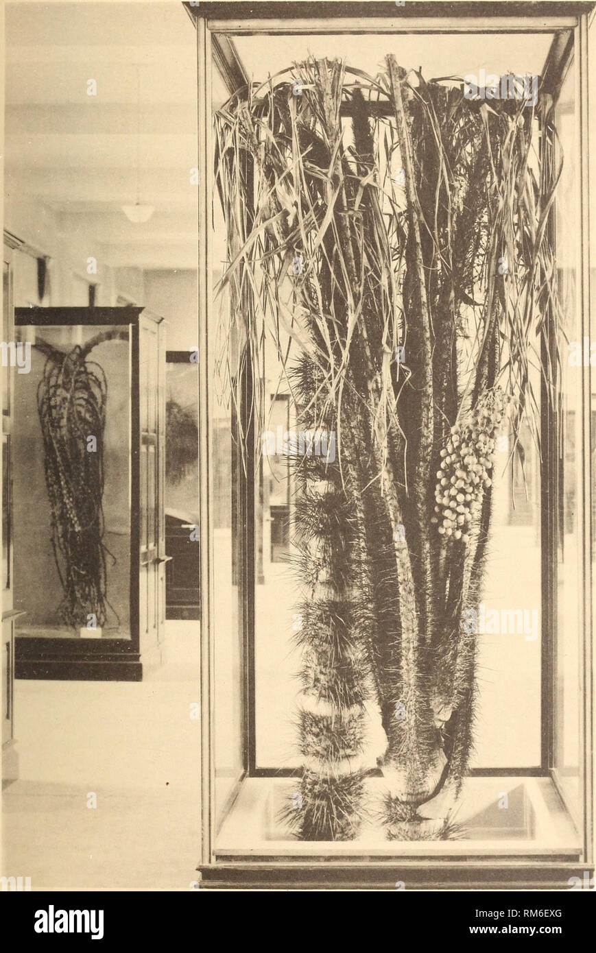 Tucum palm hi-res stock photography and images - Alamy