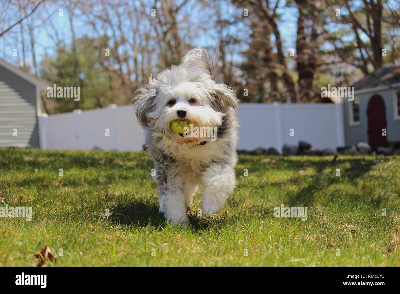 Eskimo mix hi-res stock photography and images - Alamy