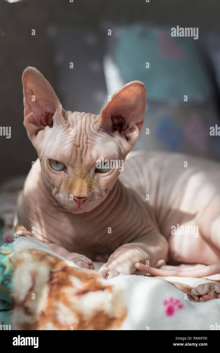 Desi cat hi-res stock photography and images - Alamy