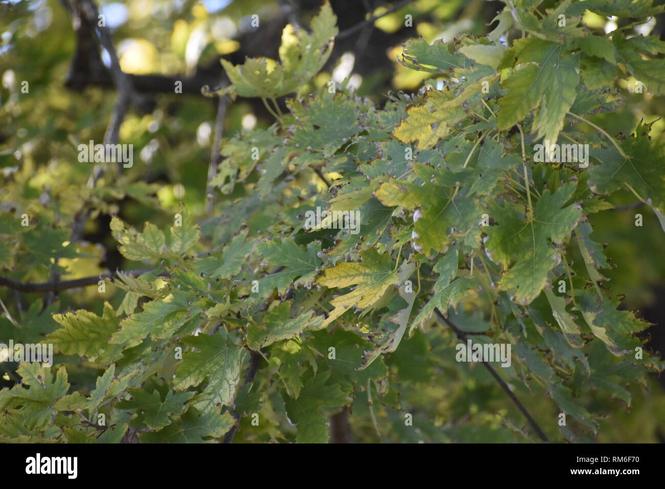 Fal color hi-res stock photography and images - Alamy