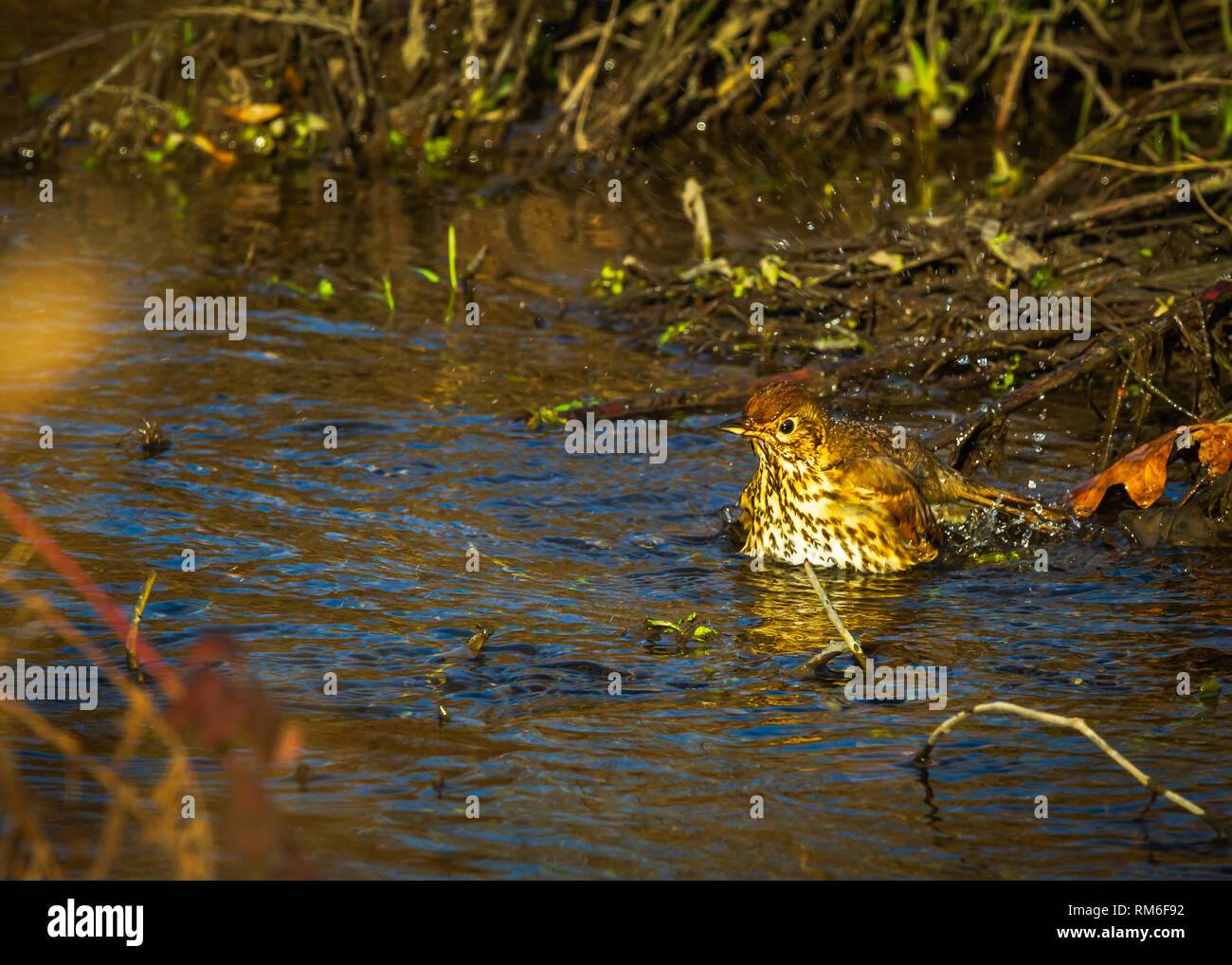 Song Thrush Taking A Bath Turdus philomelos Stock Photo - Alamy