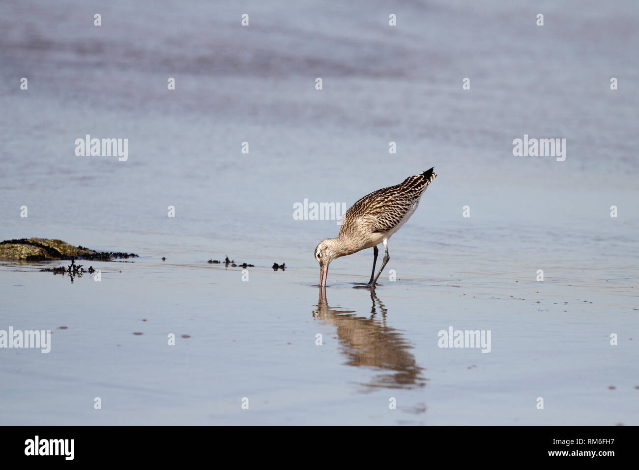 Detailed image of a beautiful sea bird during low tide looking for ...