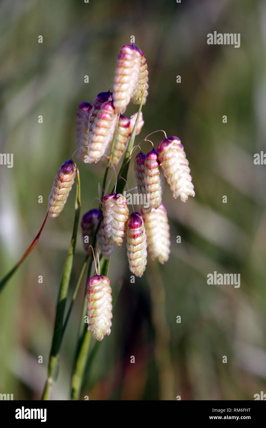 Interesting bell weeds in his natural background Stock Photo - Alamy