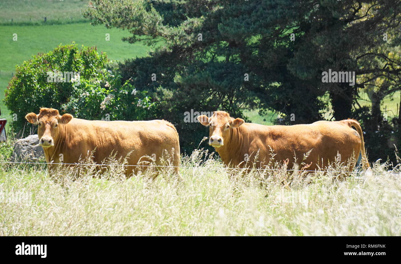 Vaches de france hi-res stock photography and images - Alamy