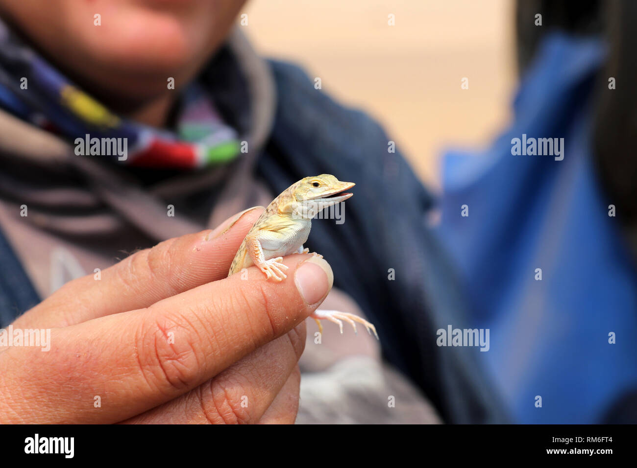 shovel Snouted Aporosaura Lizard in the hand - Namibia Africa Stock ...
