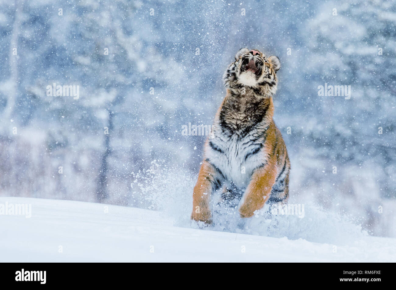Siberian tiger jump in snow in a winter taiga. Tiger in wild winter ...