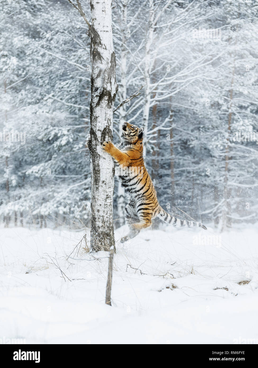 Siberian tiger jump in snow in a winter taiga. Tiger in wild winter ...
