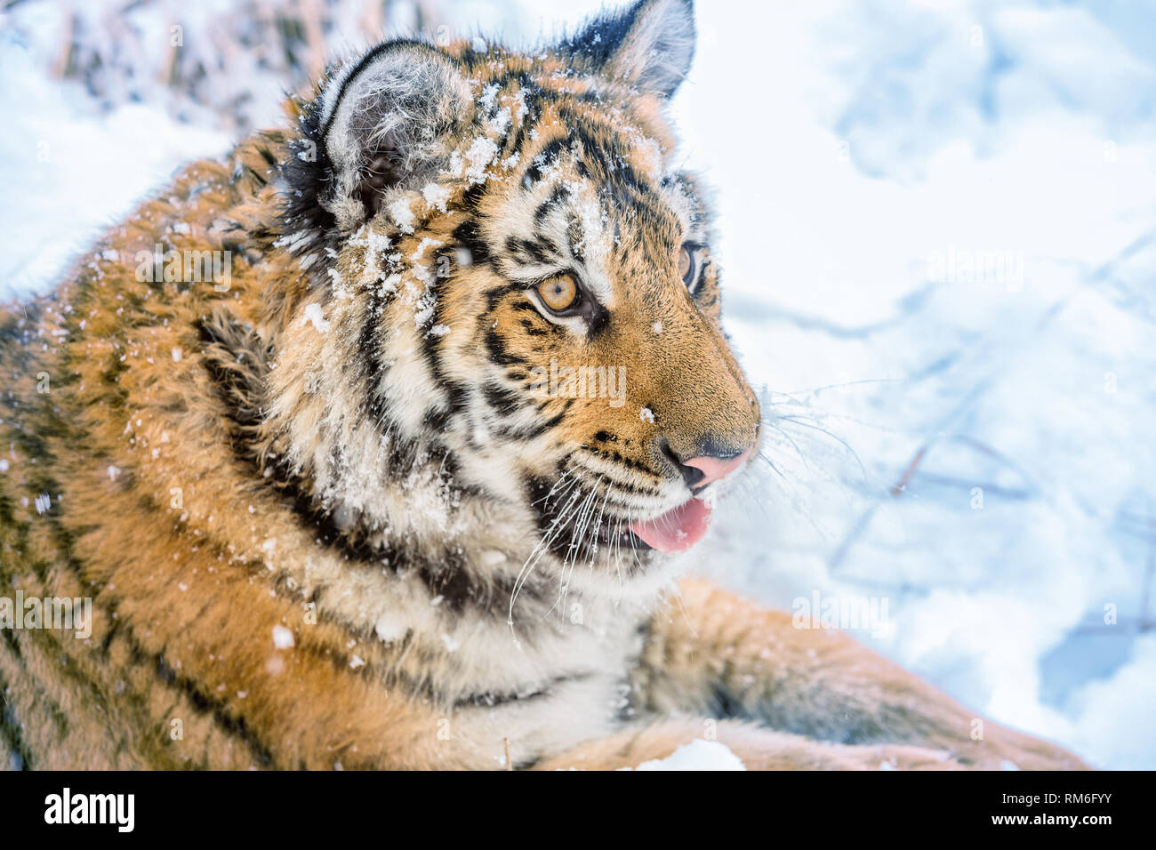 Tiger portrait in cold winter. Tiger in wild winter nature. Action ...