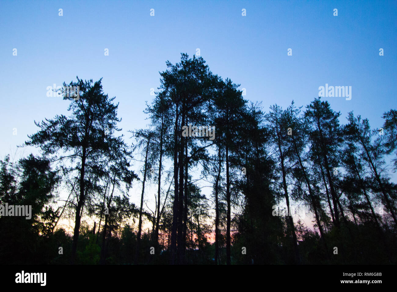 Northern Michigan Forest Sunset Stock Photo - Alamy