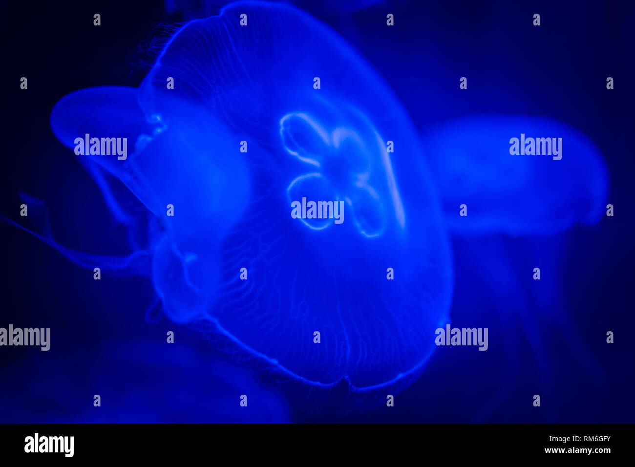 Close-up, macro shot of jellyfish in ultraviolet light on deep blue ...